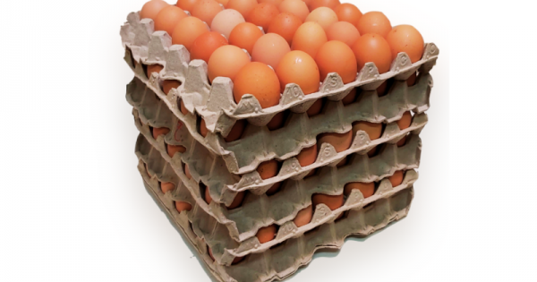 Primera Color (Mediano)